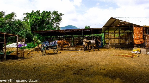 Top 12 Unique & Travel Inspiring Facts On Maharashtra For First Time ...
